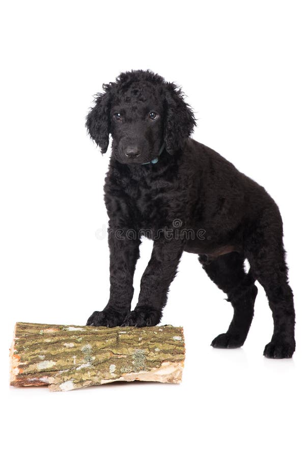 Curly Coated Retriever Puppy Stock Image - Image of small, curly: 51141537
