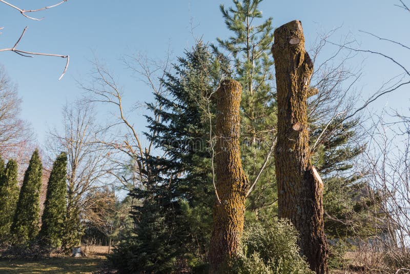 Curly Corkscrew Willow Tree Trunks Pruned in Spring Stock Image - Image ...
