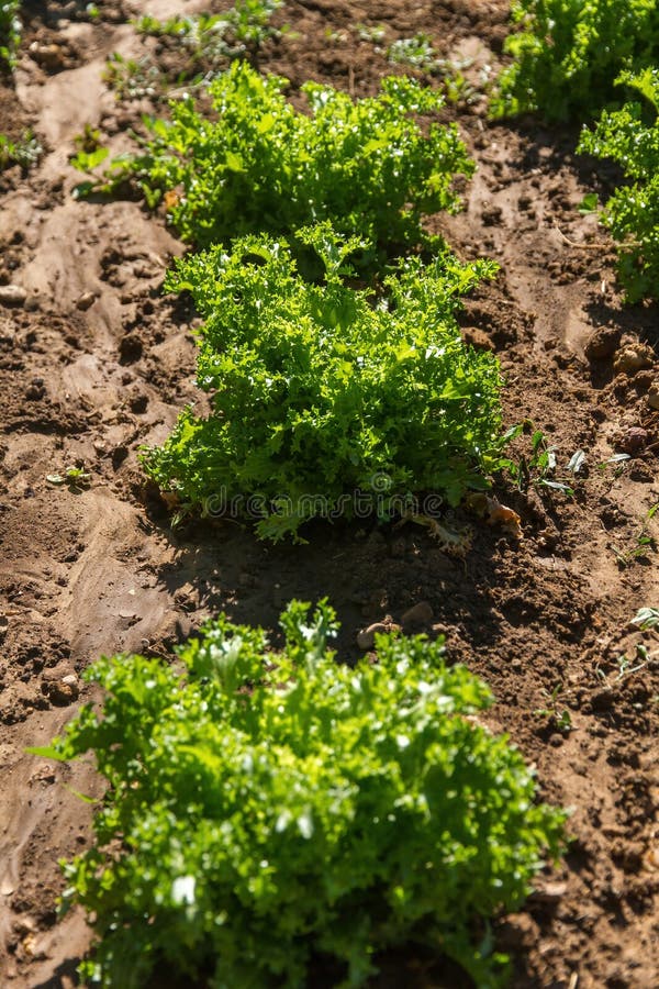 Endives in the furrow stock image. Image of food, woodland - 275913691
