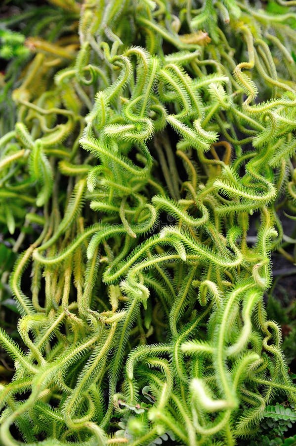 Curly fern leaves texture stock photo. Image of plant - 25840996