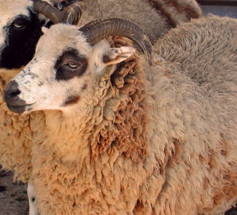 Curly Fleeced Sheep stock image. Image of knitting, fleece - 96160191