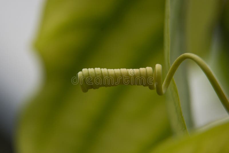 Curly flower stock photo. Image of detail, macro, closeup - 82946868