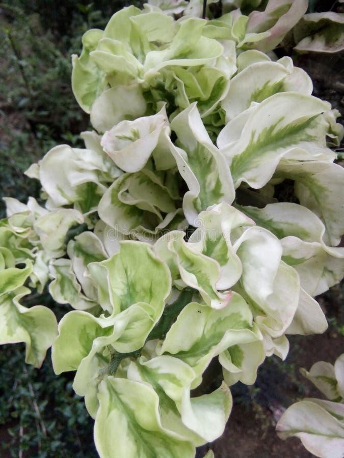Curly flower plant stock photo. Image of display, nice - 128898956