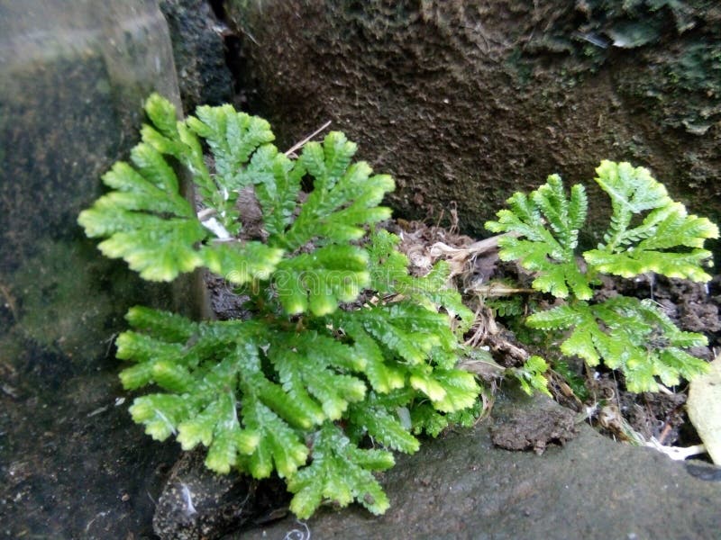 Curly flower plant stock photo. Image of flower, display - 128899000
