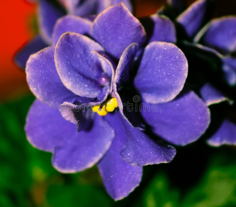 Curly Flower Purple Violets Macro Stock Photo - Image of natural, gift ...