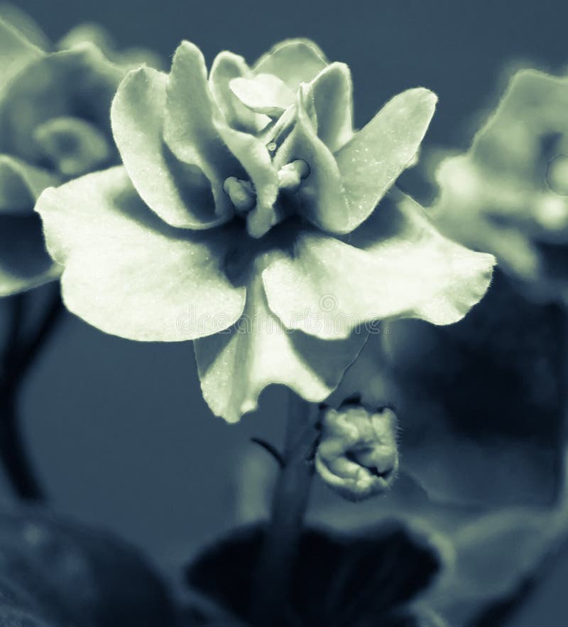 Curly Flower Violets Photo Effect Stock Image - Image of sort, gift ...