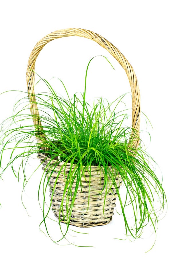 Curly grass in the basket stock image. Image of little - 27355757