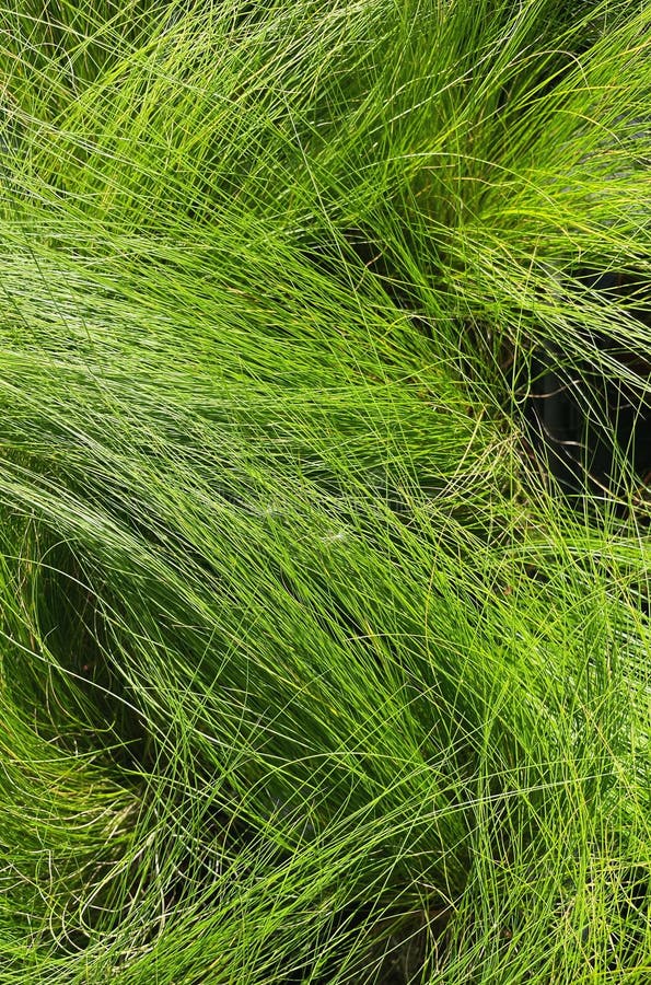 Grass waves stock photo. Image of green, curly, lines - 287947424