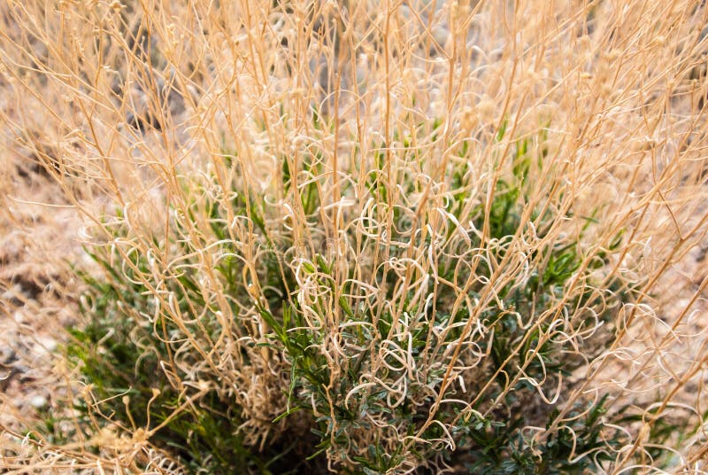Dry Grasses stock image. Image of nature, grass, color - 39318633