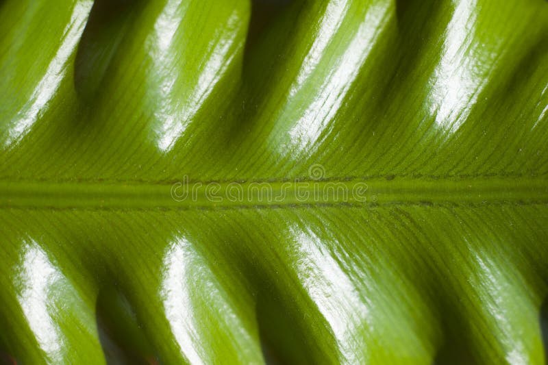 Curly Green Fern Leaf from Close Up Stock Image - Image of texture ...