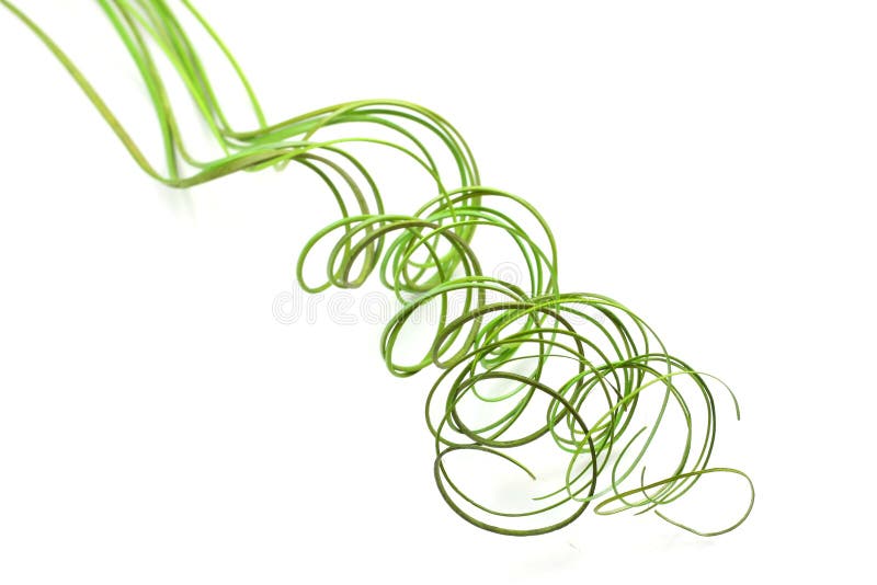 Curly green grass stock photo. Image of decorative, green - 18364766