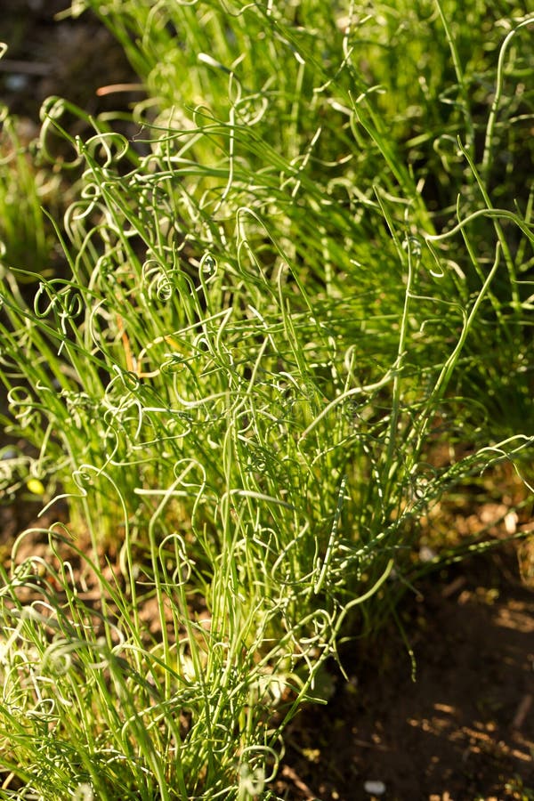 Curly Green Onions on a Spring Bed Stock Image - Image of freshness ...