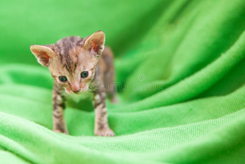 Curly-haired Cat is Angry and Looking into the Camera Stock Image ...