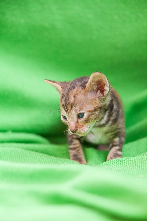 Curly-haired Cat is Angry and Looking into the Camera Stock Photo ...