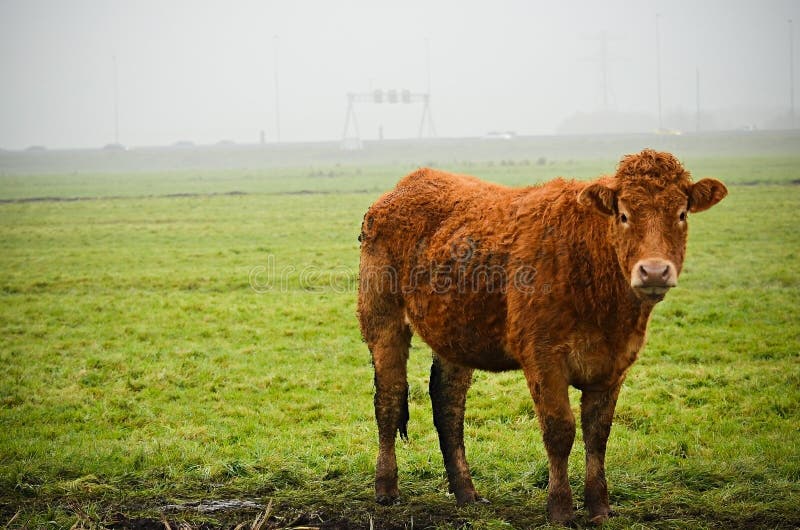 Curly haired cattle stock photo. Image of horned, agriculture - 22233736