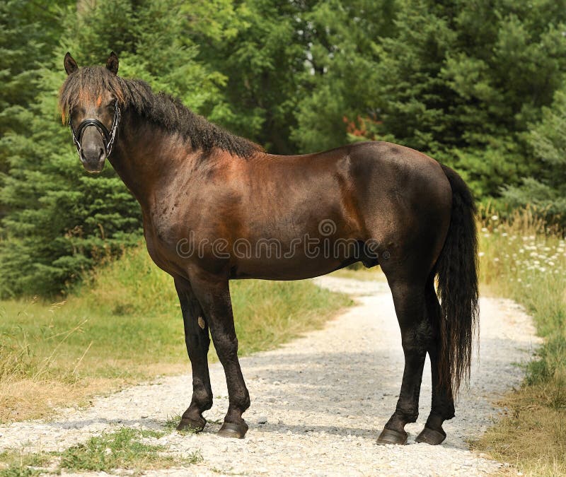 Conformation Shot of Curly Horse Stallion Standing Side View of Full ...