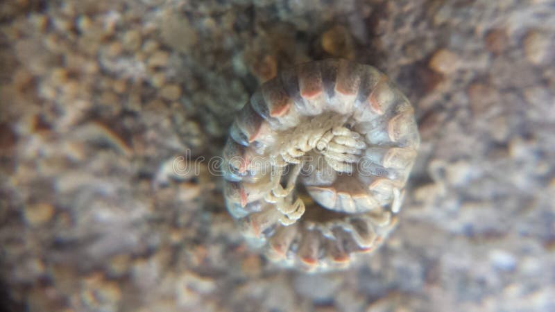 Curly insect sleeping stock image. Image of reef, nature - 183899793