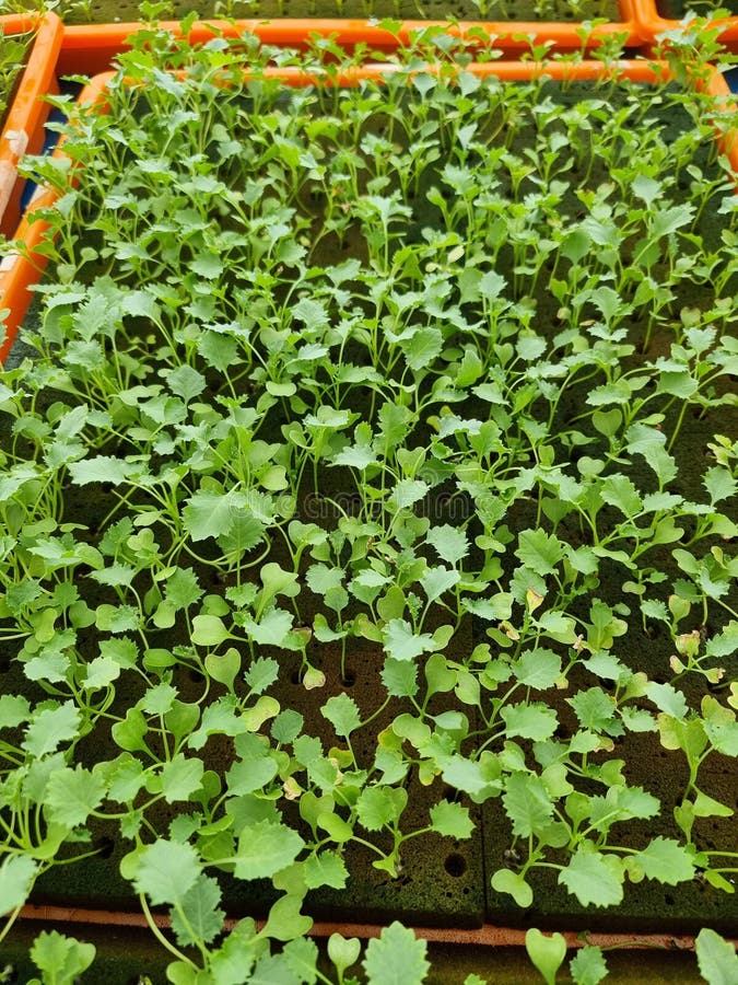 Curly Kale Germination stock image. Image of seedingtable - 248826293