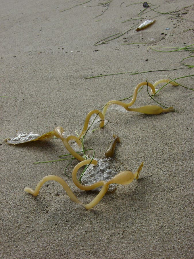 Curly Kelp Strand and Bubbles on Beach Sand Stock Image - Image of ...