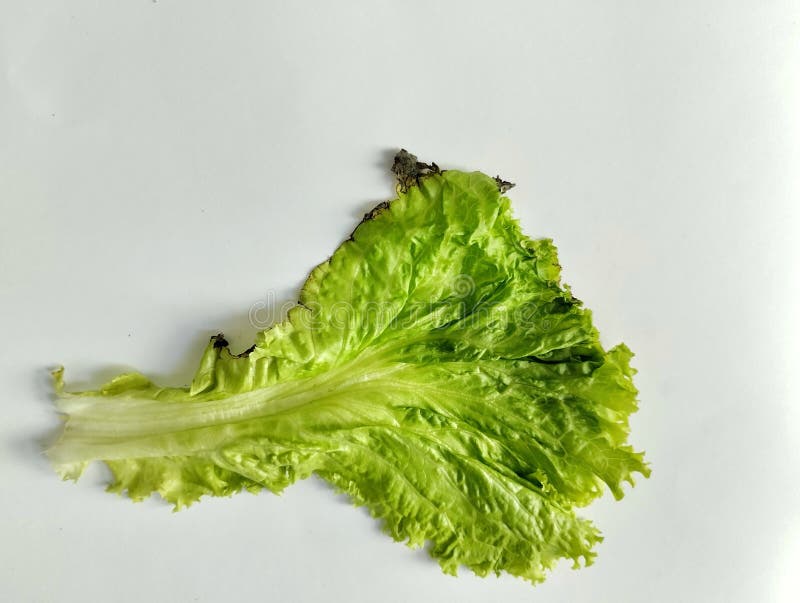 Curly Lettuce (Lactuca Sativa) Experiencing Tip Burn or Burnt Leaf Tips ...