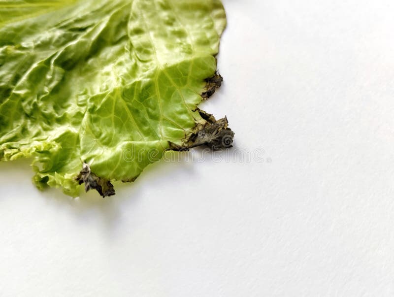 Curly Lettuce Lactuca Sativa Experiencing Tip Burn Burnt Leaf Tips ...