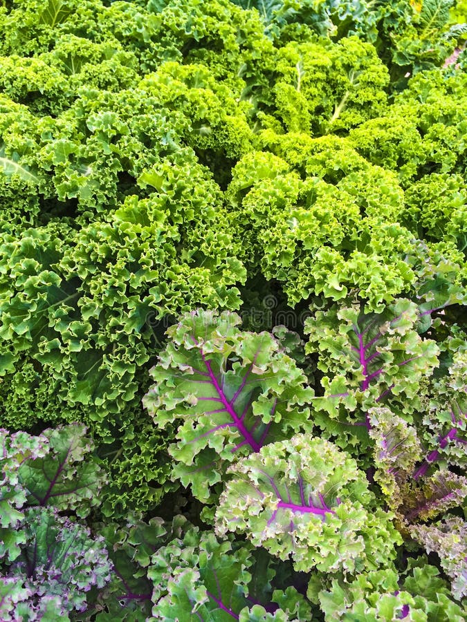 Curly lettuce leaves stock image. Image of agriculture - 20740393 Curly lettuce leaves stock image. Image of agriculture - 20740393