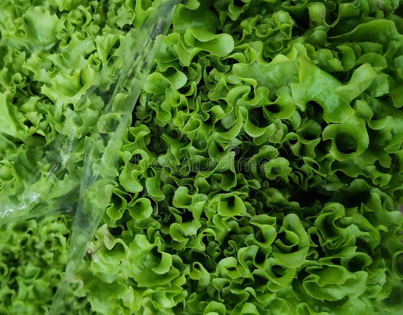 Curly lettuces stock image. Image of vegetable, terrestrial - 328434637