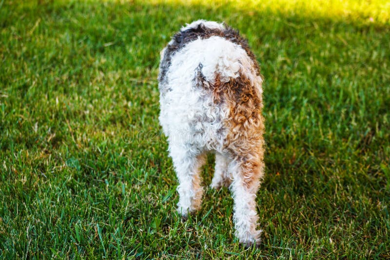 Curly Little Dog Back View stock photo. Image of lawn - 141503806