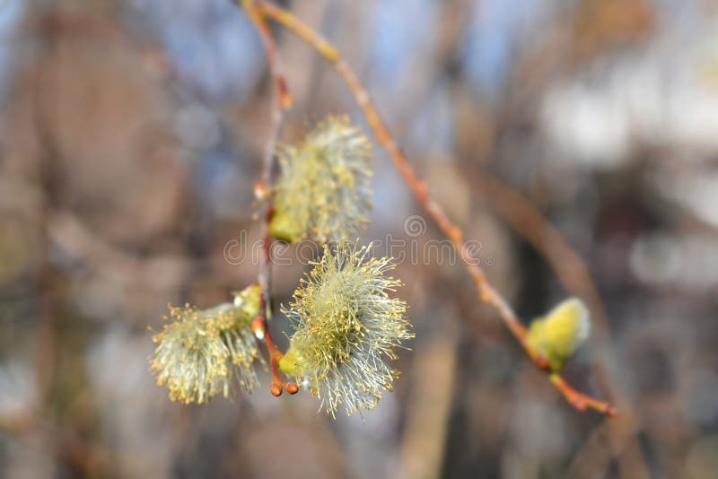 Curly locks willow stock image. Image of flower, plant - 145758759