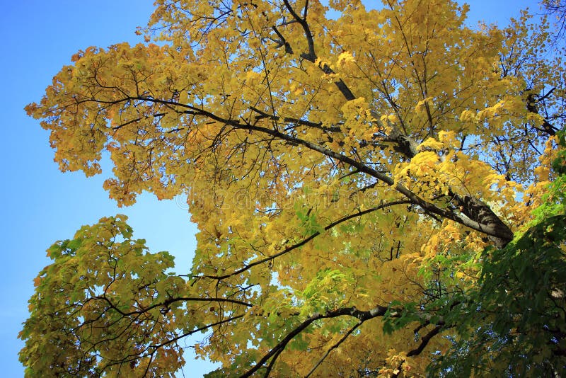 Curly maple stock photo. Image of spreading, evening - 83459604