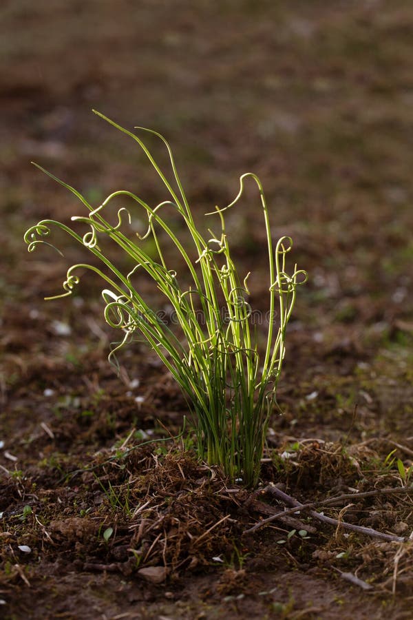 Curly Mini Onions on a Spring Bed Stock Photo - Image of field ...