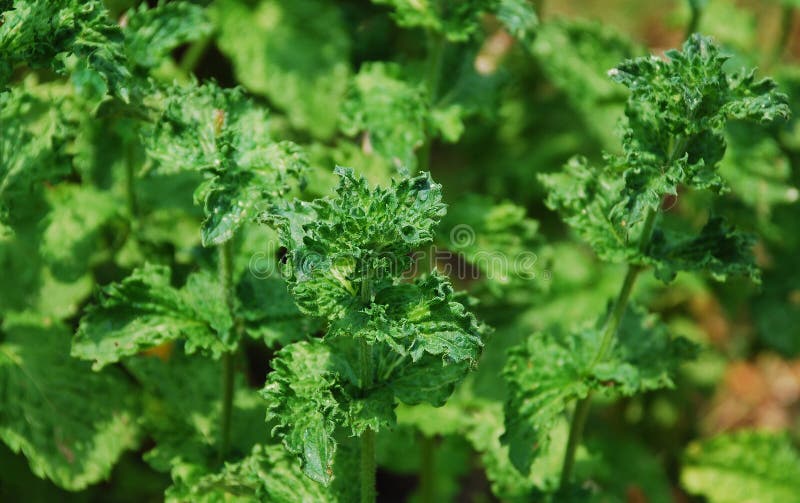 Curly Mint stock photo. Image of green, perennial, leaves - 37238366