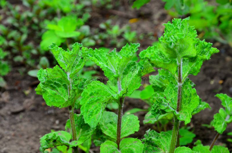 Curly Mint is Shot Close-up and Has an Appetizing Look. Stock Image ...