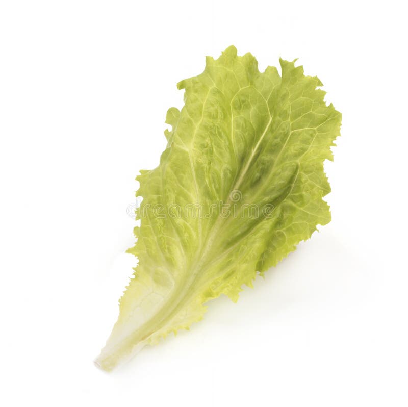 Curly Mustard Greens stock photo. Image of curled, balanced - 4193528