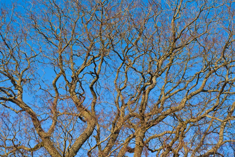 Naked curly tree branch stock photo. Image of nature - 18015516