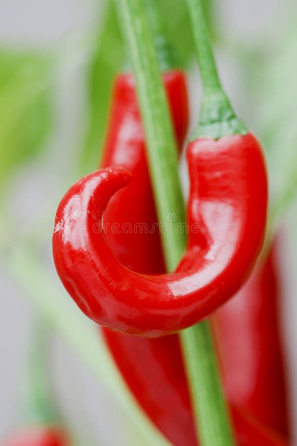 Curly pepper stock image. Image of curly, vegetable, healthy - 10858515