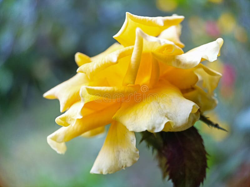 Curly petal of rose flower stock image. Image of plant - 262234081