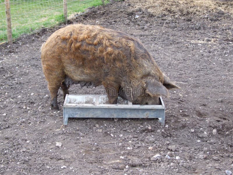 Curly Pig In Trough Royalty Free Stock Photography - Image: 36924167