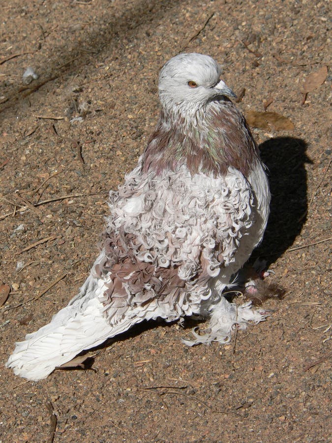 Curly pigeon stock image. Image of beak, grey, wildlife - 22743479