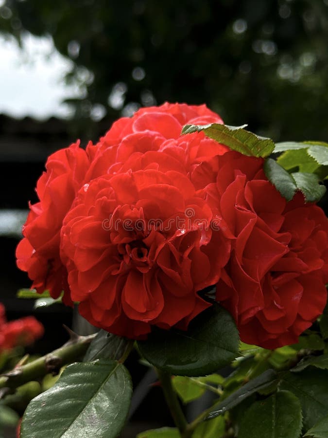 Curly red rose stock photo. Image of beauty, decoration - 346629986