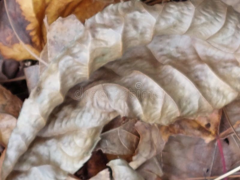 Curly Ribbed Brown Tan Fall Leaf Background Stock Image - Image of ...