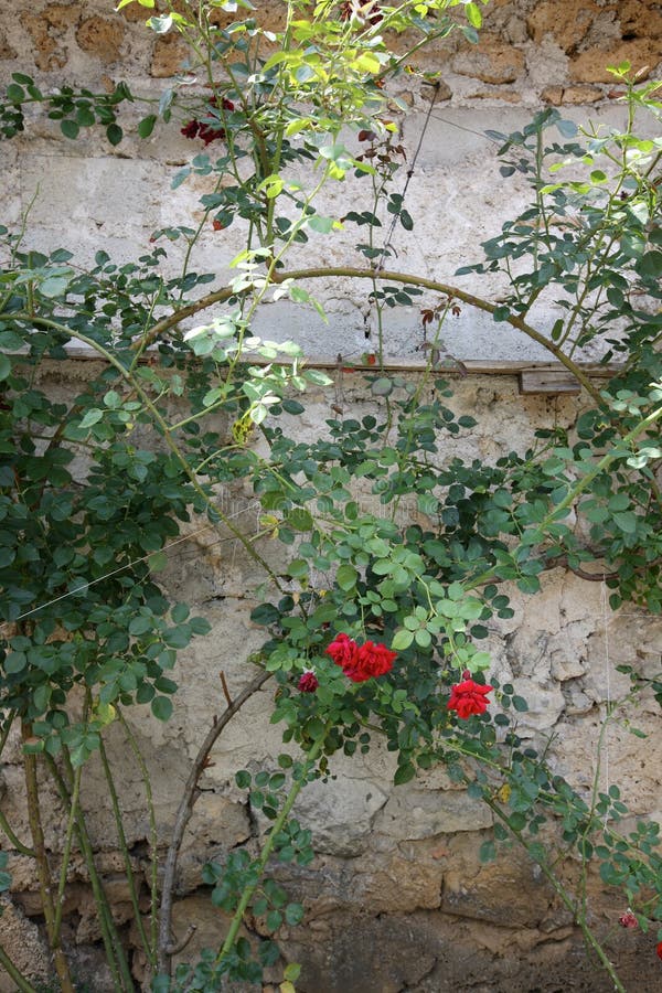 Curly rose stock photo. Image of nature, rose, roses - 89734934