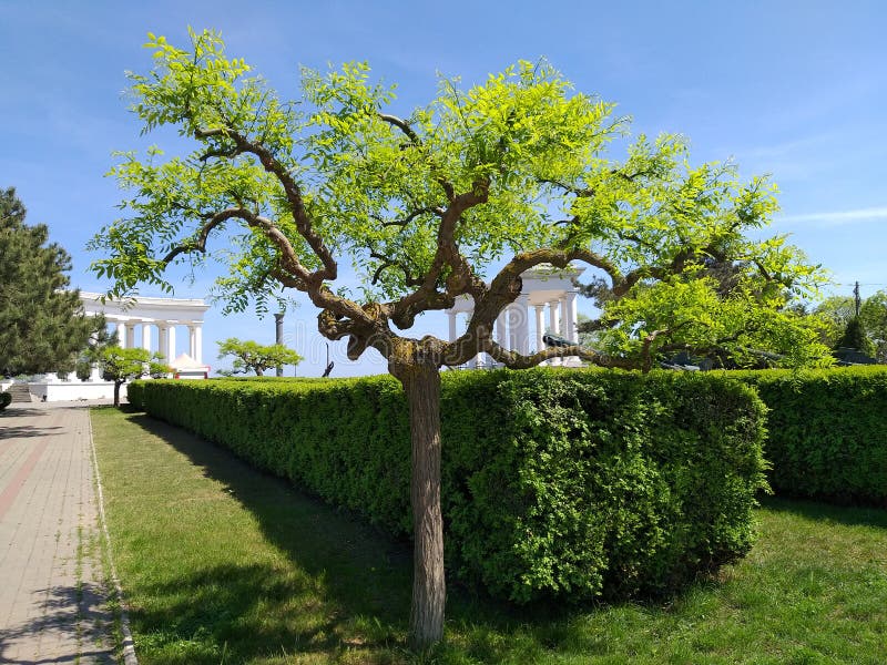 Curly spring tree stock image. Image of young, tree - 232127139