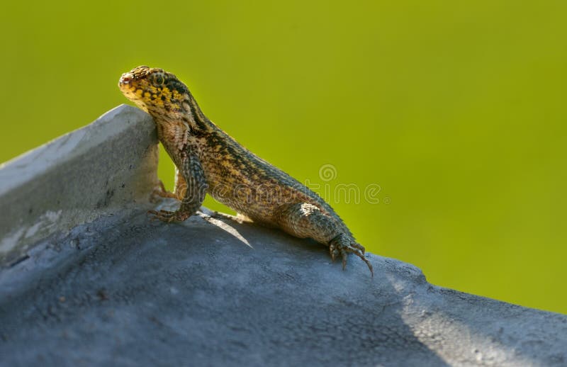 Curly tail lizard stock photo. Image of tail, curly, gornick - 55437092