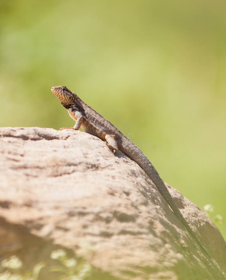 Endangered species sign. stock photo. Image of photograph - 2045230