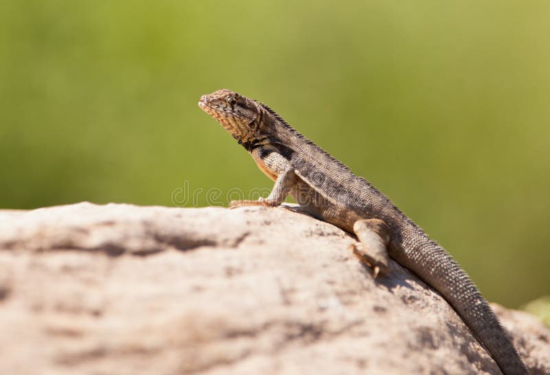 Curly-tailed Lizard stock photo. Image of lizard, exotic - 25612424