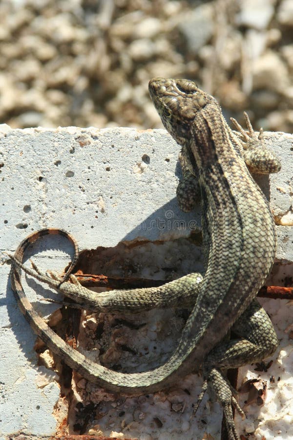 Curly Tailed Lizard stock image. Image of animal, tail - 32474333
