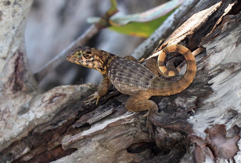 Small Lizard with Horizontal and Vertical Stripes Stock Image - Image ...