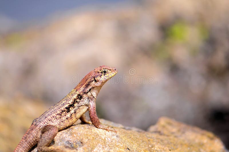 Curly-tailed Lizard in South Florida Stock Photo - Image of curled ...