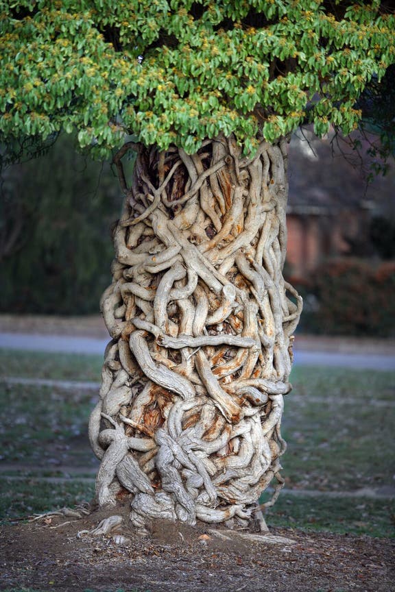 Curly Tree stock image. Image of parasite, curly, twisting - 15835369
